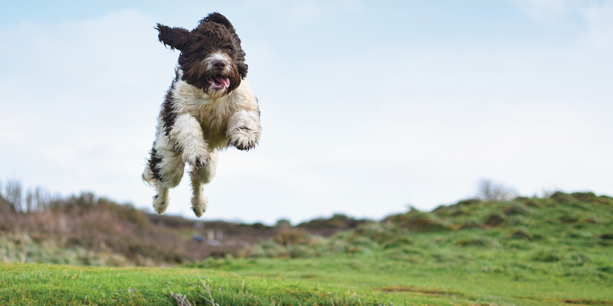 Dog days in Devon | Devon Living
